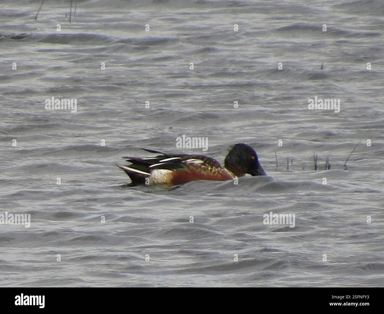 Northern Shoveler (Spatula clypeata), Aves, RSPB Dearne Valley ...