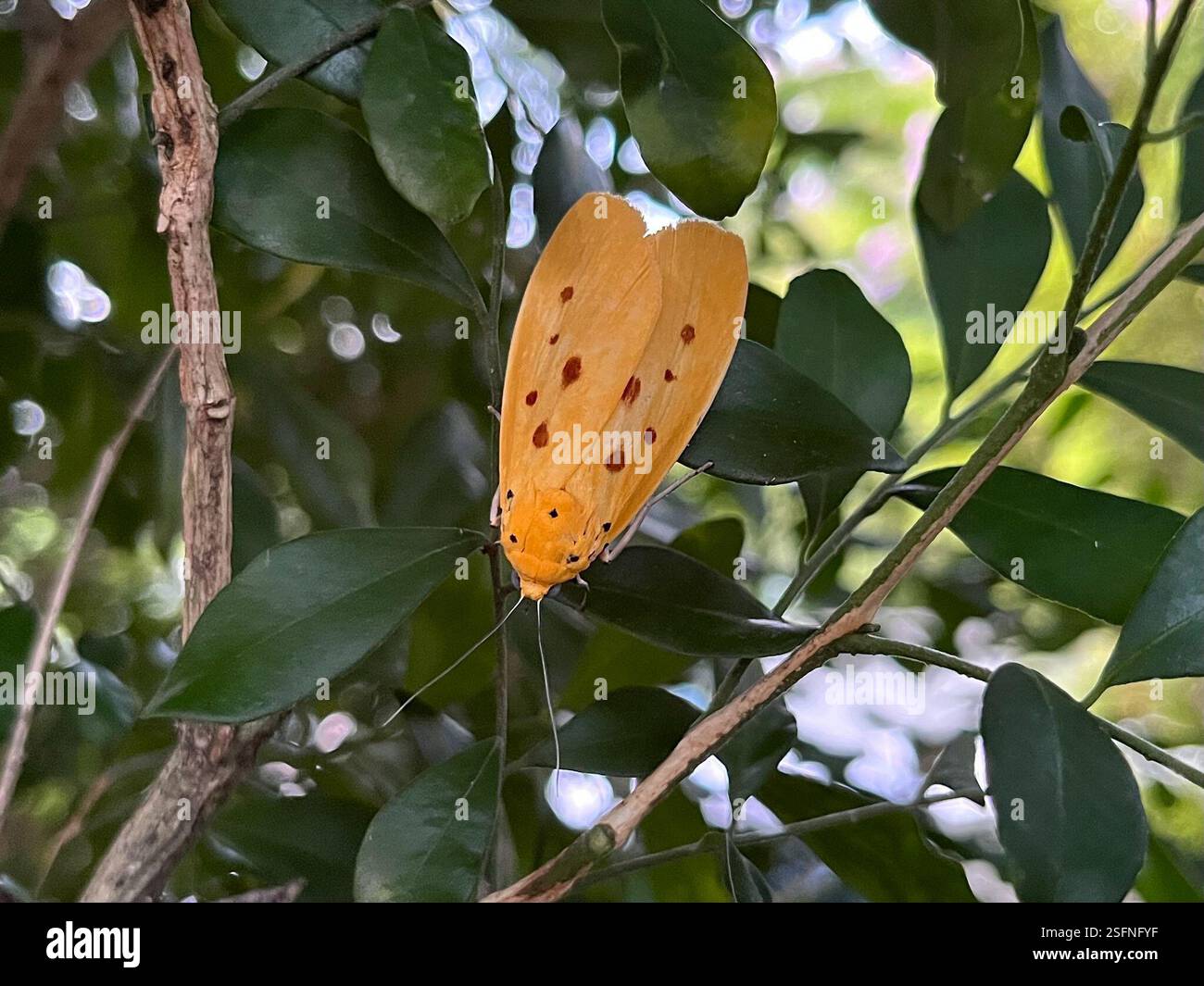 Yellow Tiger Moth (Agape chloropyga), Insecta, Brisbane Cso, Yeronga ...