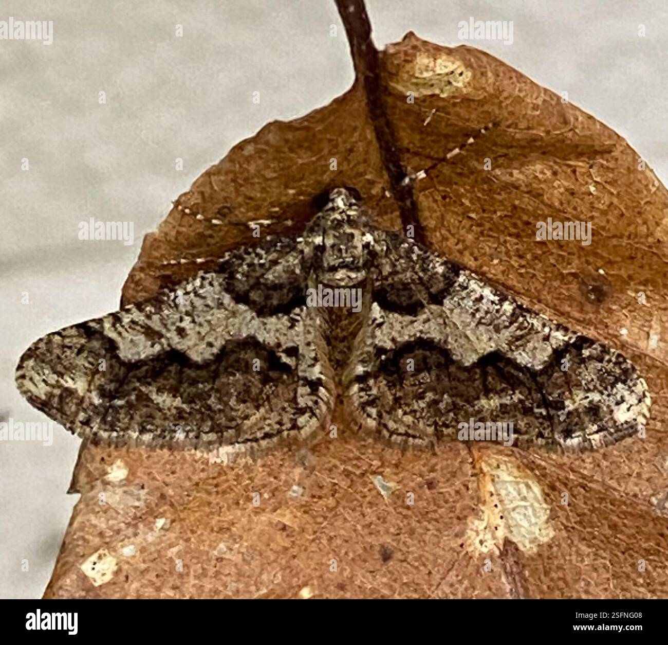 Spring Usher Moth (Agriopis leucophaearia), Insecta, New Forest ...