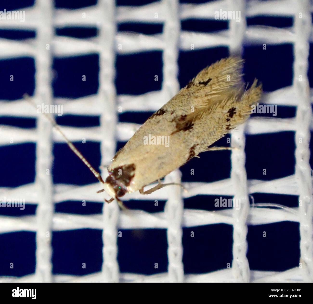 Curved-horn Moths (Gelechioidea), Insecta, Santo Antão, Cape Verde, CV ...