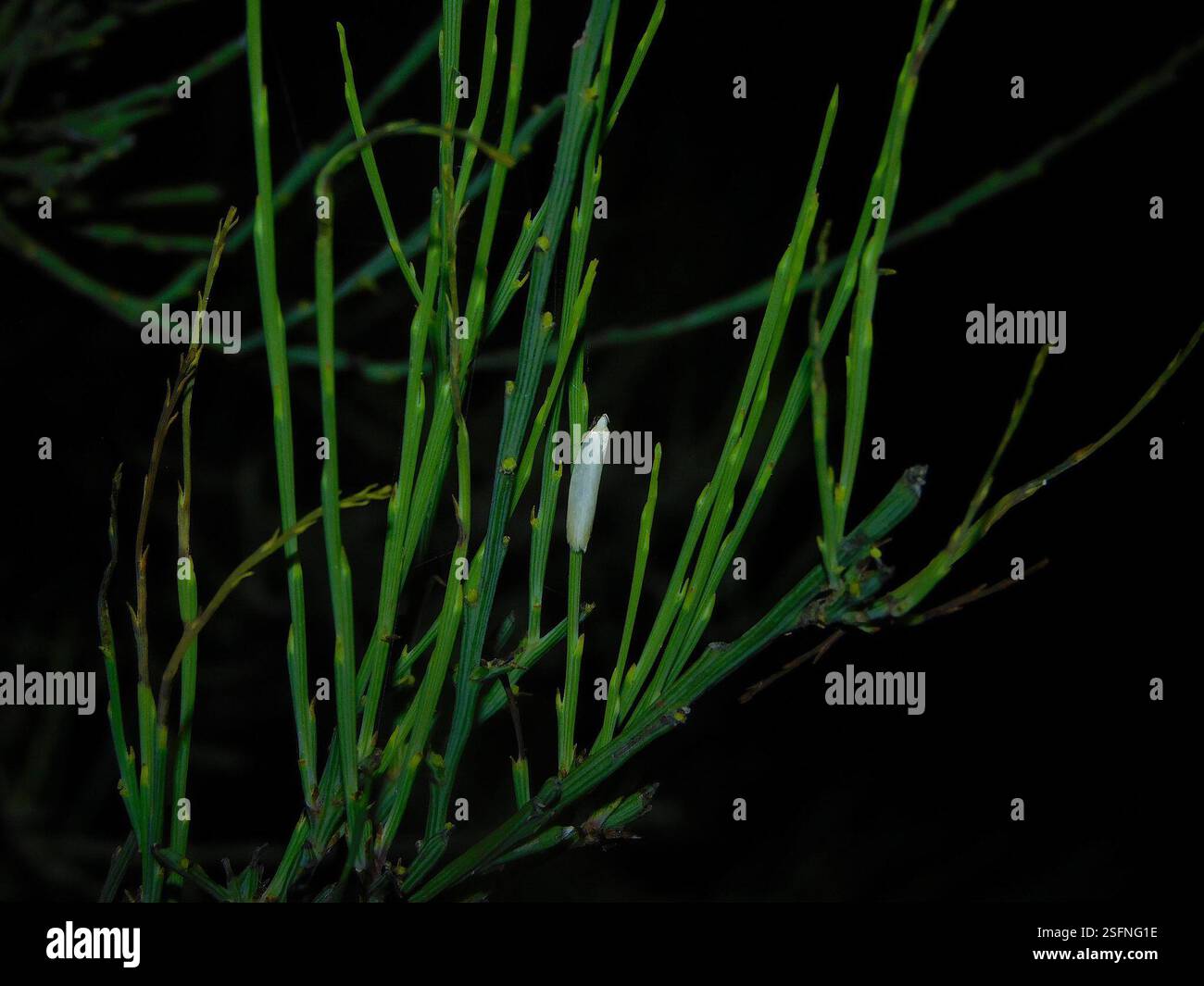 (Eochrois callianassa), Insecta, Hobart TAS, Australia Stock Photo - Alamy