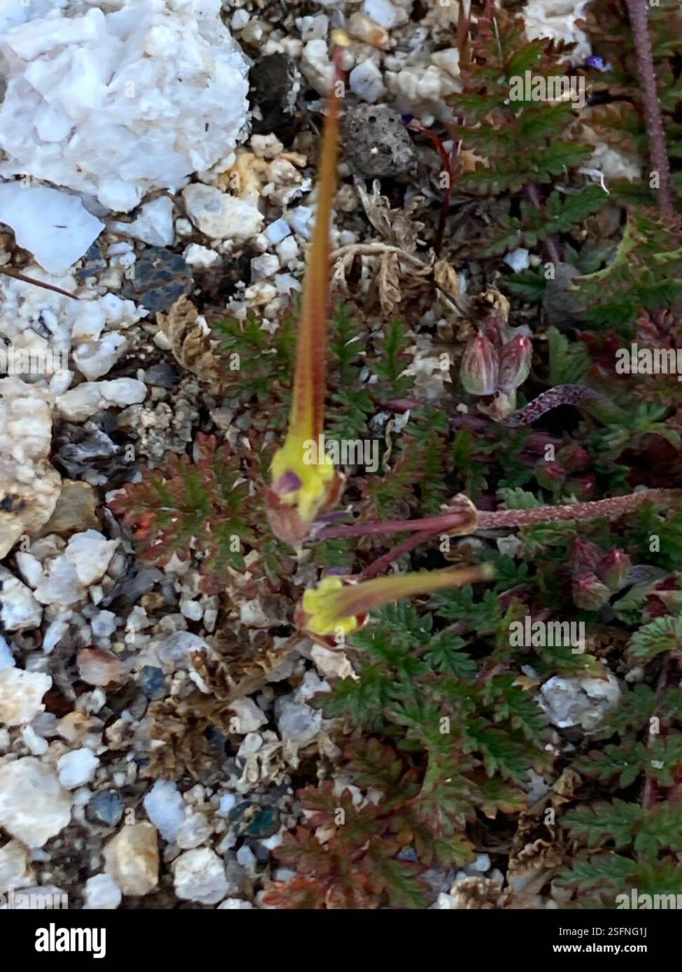 Redstem Stork's-bill (Erodium cicutarium), Plantae, Boulevard, CA, US ...