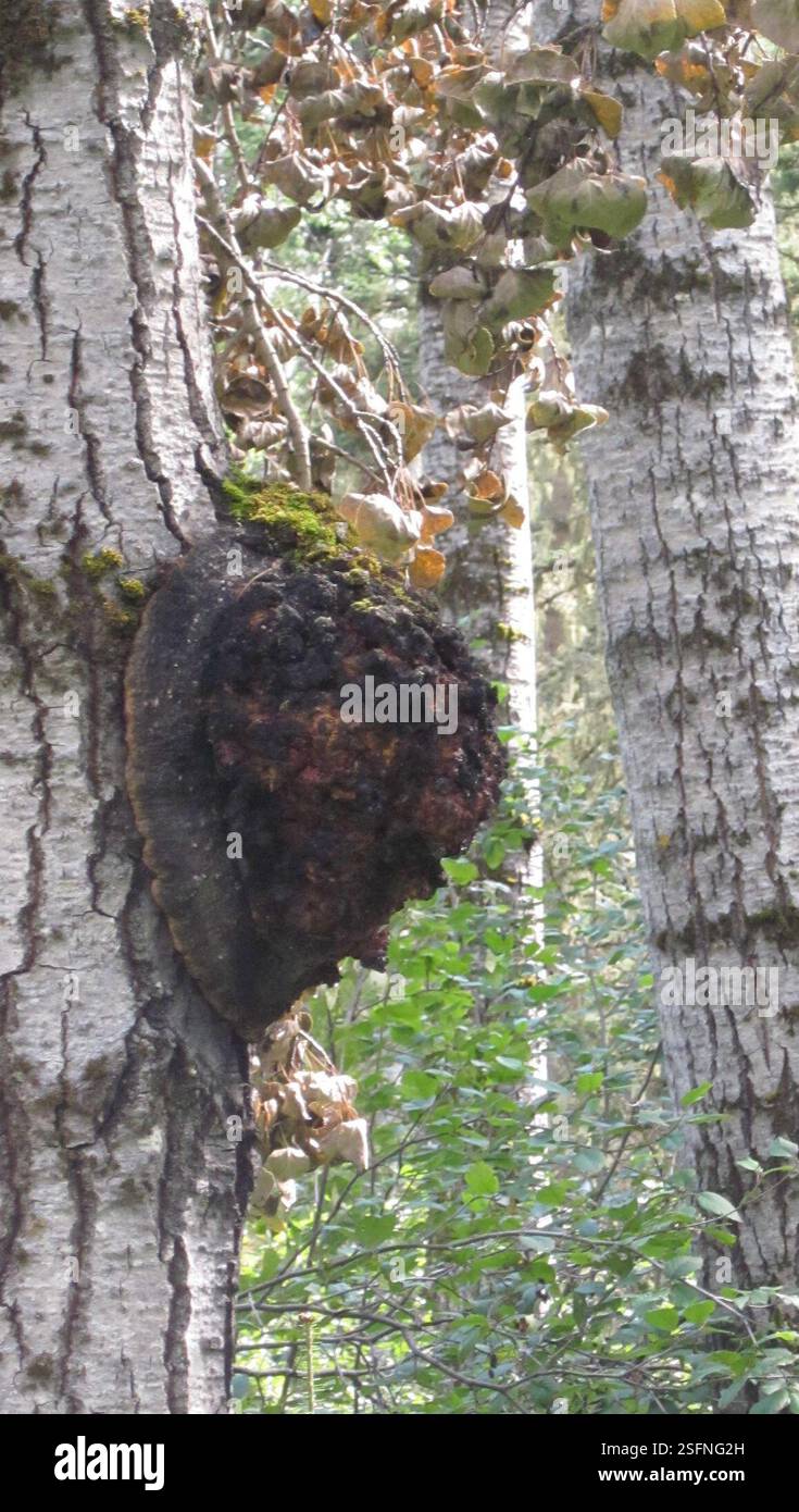 Corky bark disease (Diplodia tumefaciens), Fungi, Prince Albert ...