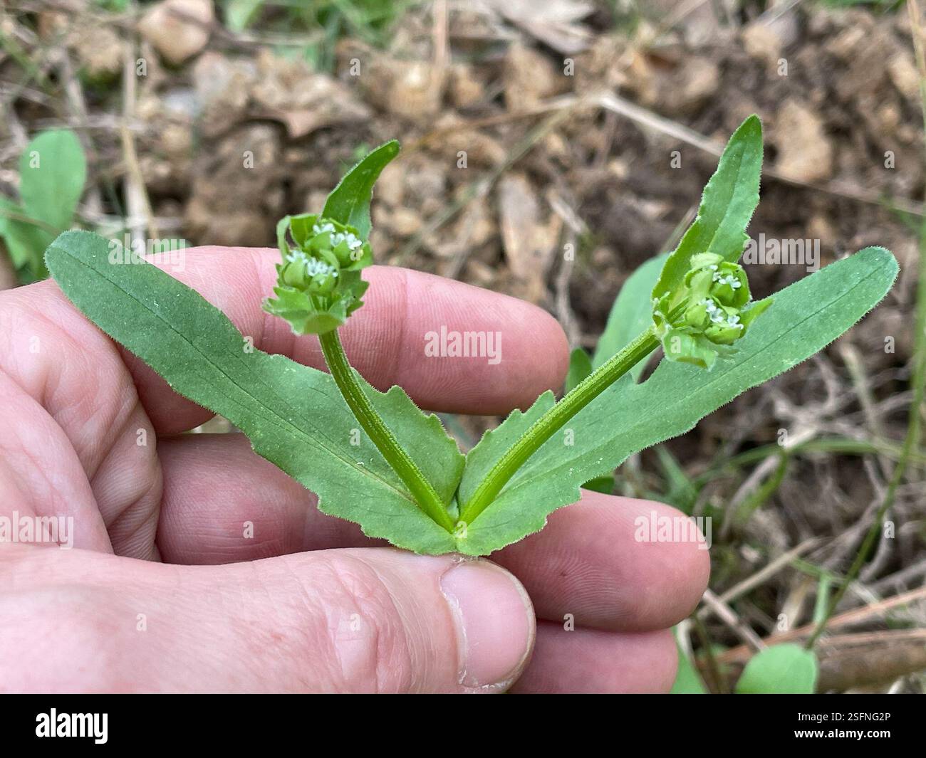 beaked cornsalad (Valerianella radiata), Plantae, Natchez, MS, US Stock ...