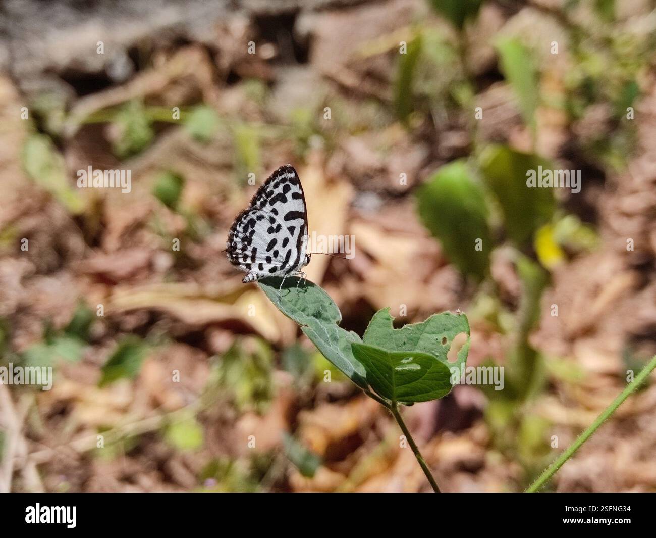 Common Pierrot (Castalius rosimon), Insecta, Kerala, India Stock Photo ...