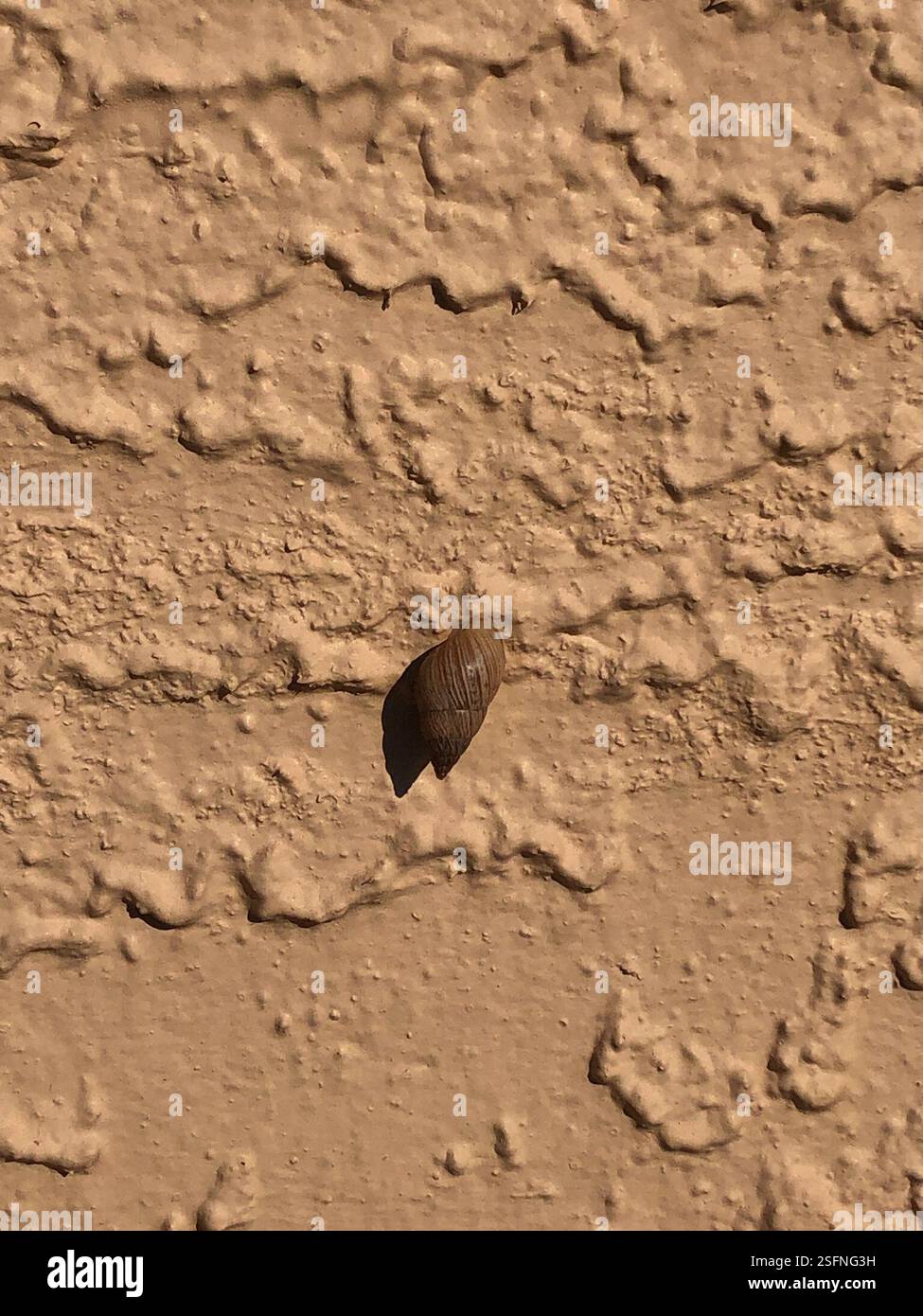 Ghost Bulimulus (Bulimulus bonariensis), Mollusca, N Tanner Rd, Orlando ...