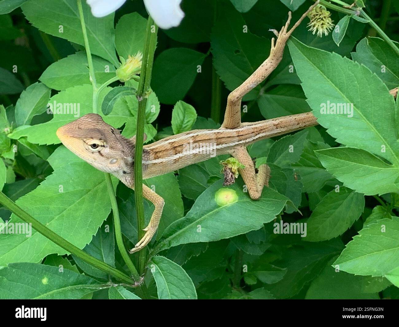 Oriental Garden Lizard (Calotes versicolor), Reptilia, Than Sadet-Ko ...