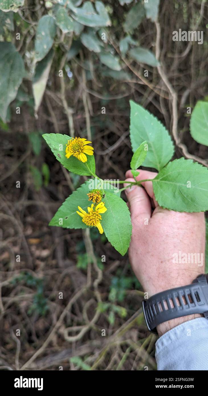 beach sunflower (Wollastonia uniflora), Plantae, Eagleby QLD 4207 ...