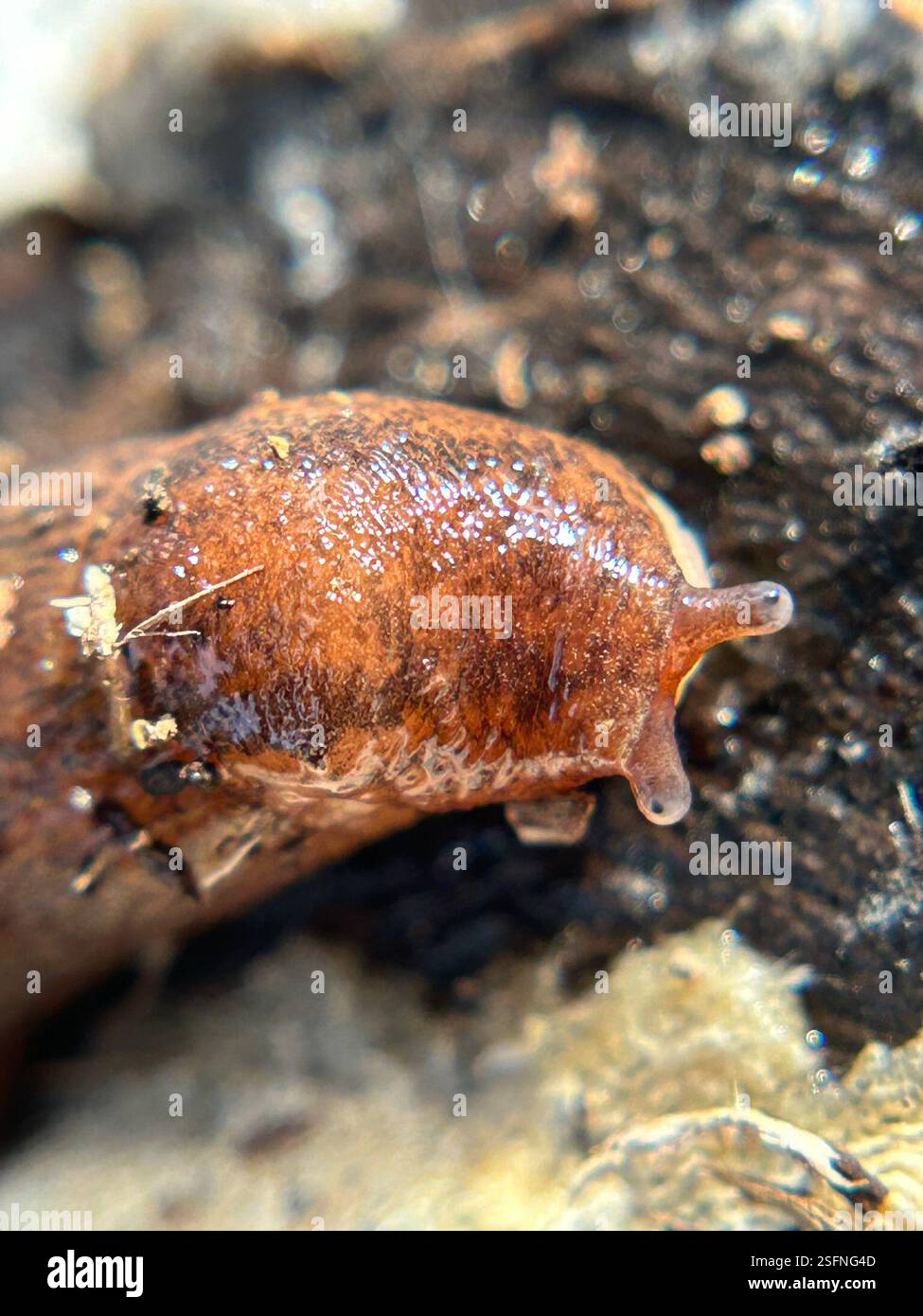 Threeband Slugs (Ambigolimax), Mollusca, Highland Dr, Los Osos, CA, US ...