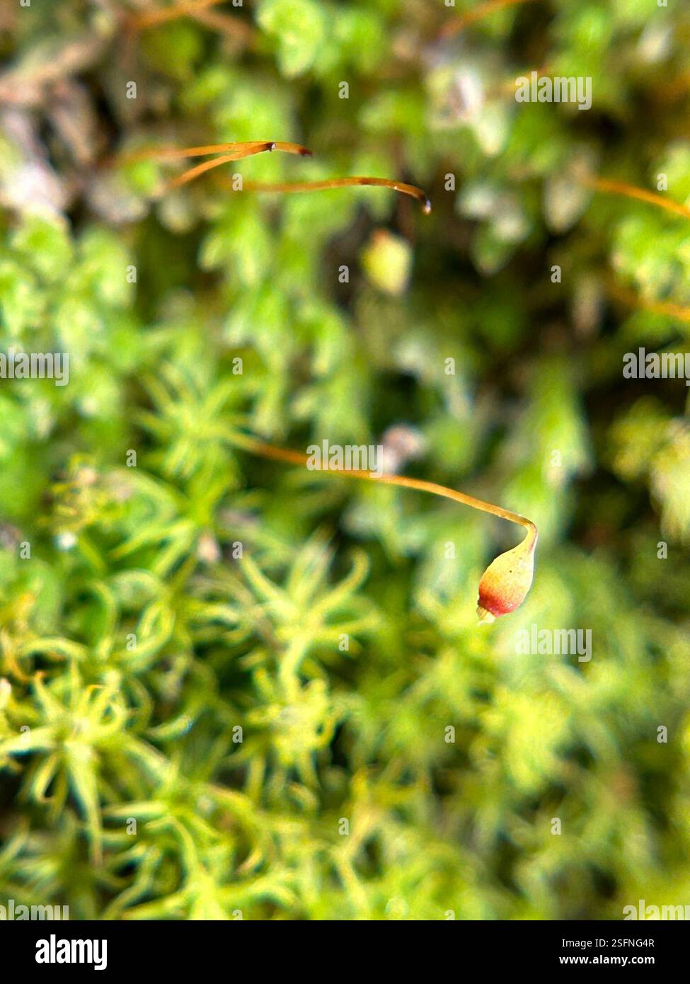 (Epipterygium biauritum), Plantae, Morro Dunes Ecological Reserve, Los ...