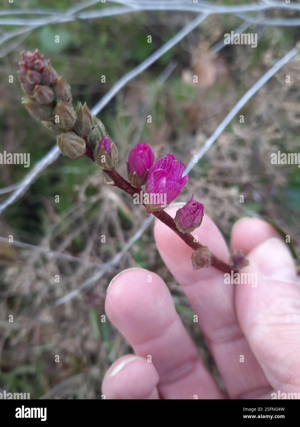 Southern Checkerbloom (Sidalcea sparsifolia), Plantae, Santa Ysabel, CA ...