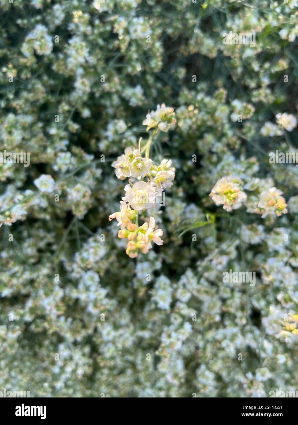 Cheesebush (Ambrosia salsola), Plantae, Coronet Ave, Thermal, CA, US ...
