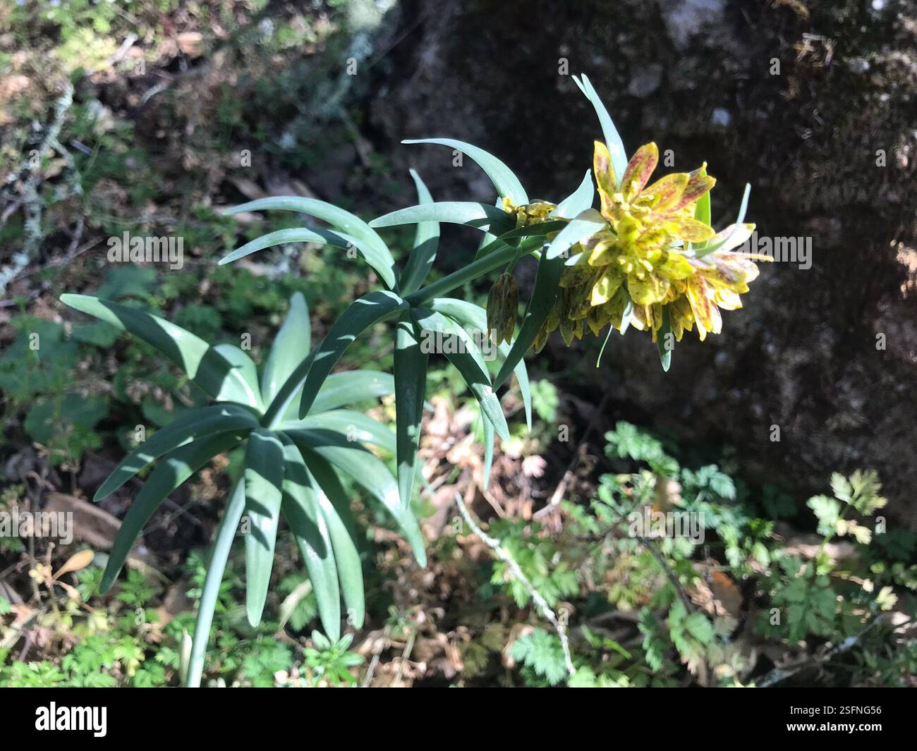 checker lily (Fritillaria affinis), Plantae, Swartz Canyon, Napa ...