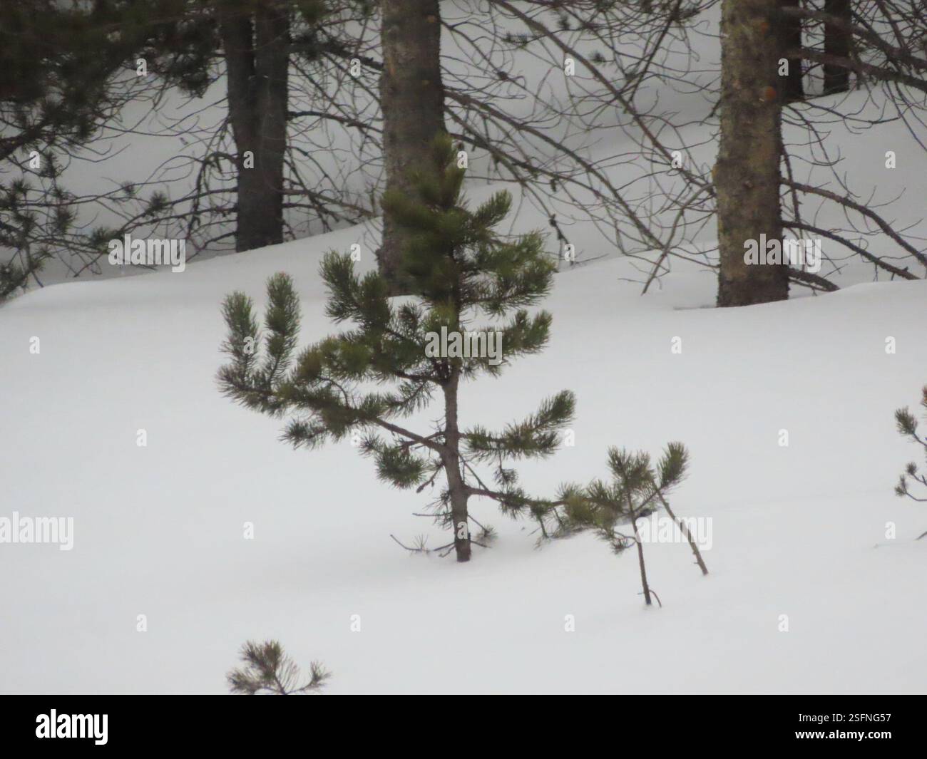 lodgepole pine (Pinus contorta), Plantae, Summit County, CO, USA Stock ...