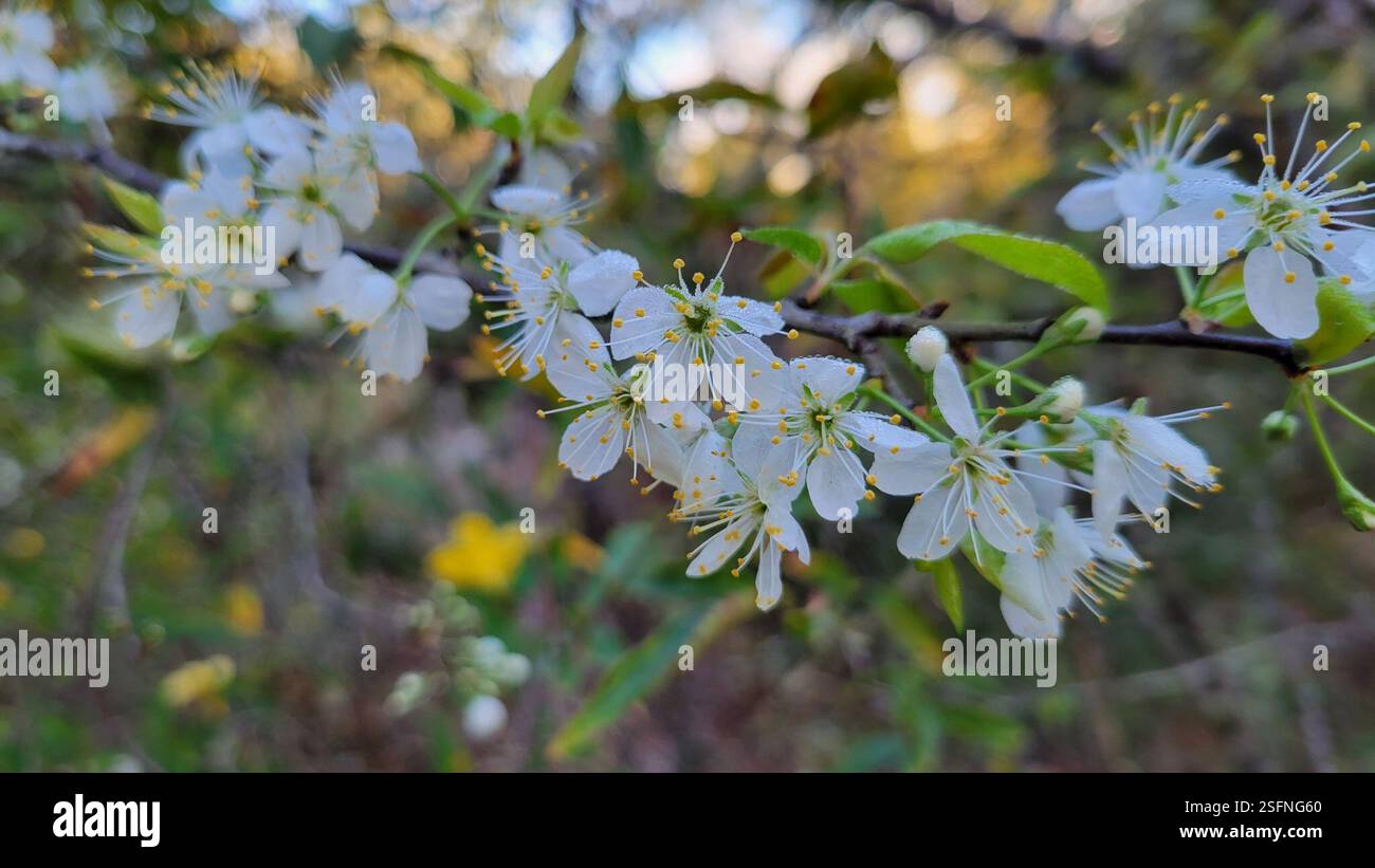 plums, cherries, and allies (Prunus), Plantae, Silver Springs, FL 34488 ...