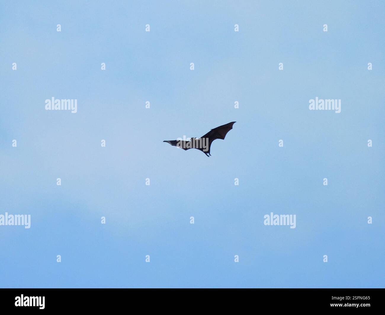 Spectacled Flying-fox (Pteropus conspicillatus), Mammalia, Greenslopes ...