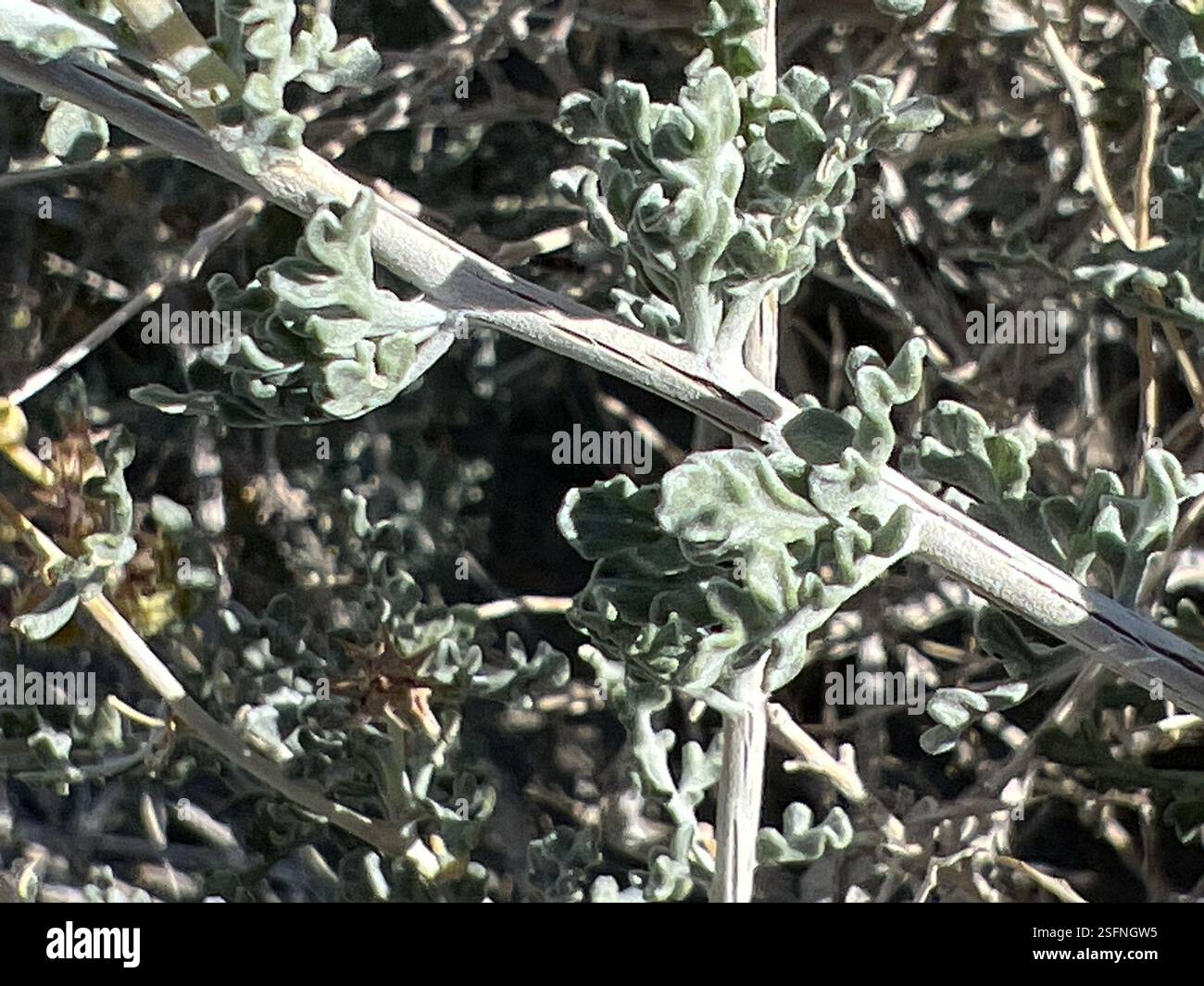 Burrobush (Ambrosia dumosa), Plantae, Anza-Borrego Desert State Park ...