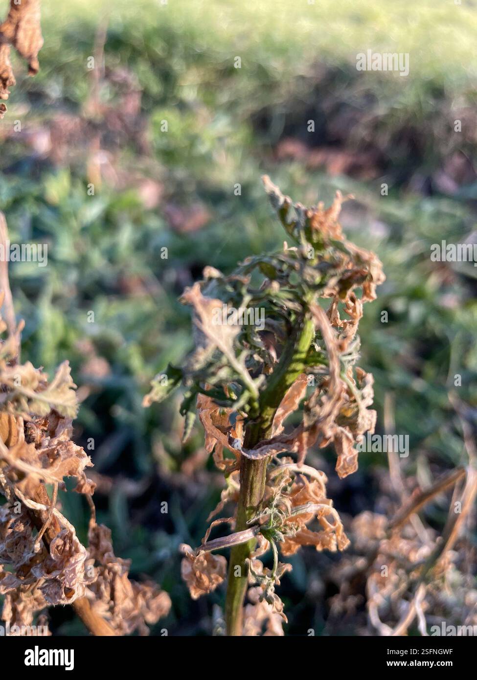 plants (Plantae), Plantae, Lammas Land, Cambridge, England, GB Stock ...