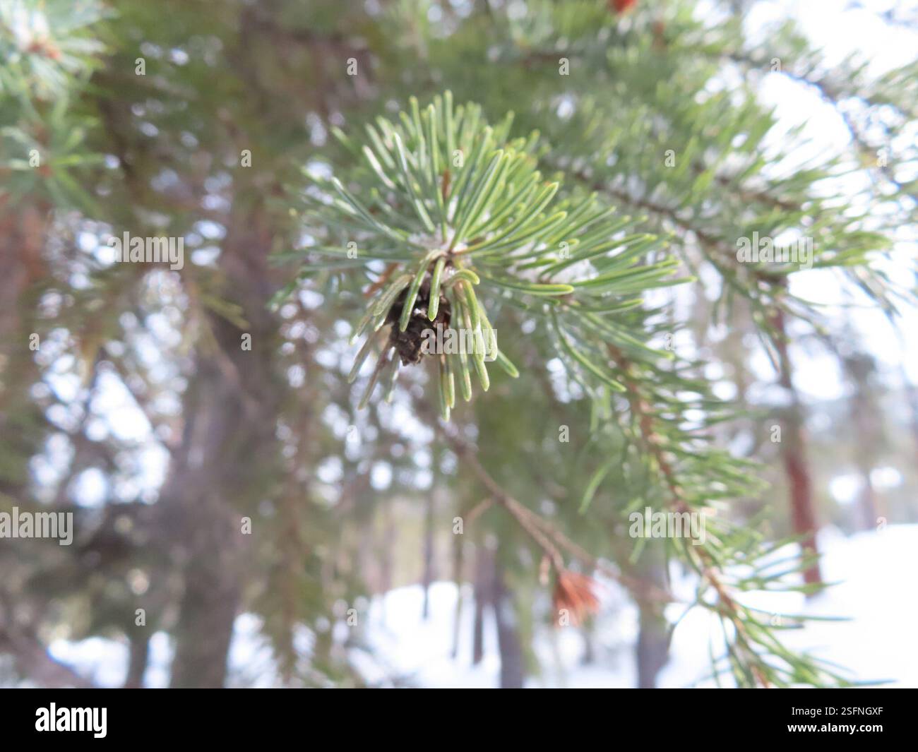 common Douglas-fir (Pseudotsuga menziesii), Plantae, Summit County, CO ...
