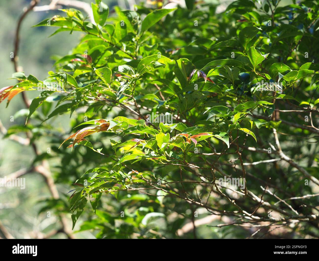 Nilgiri elm (Celtis tetrandra), Plantae, 台灣新北市 Stock Photo - Alamy