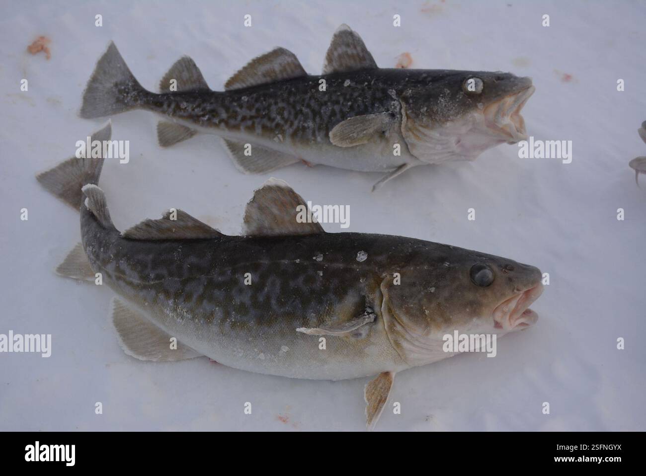 Pacific Cod (Gadus macrocephalus), Actinopterygii, Провиденский р-н, Чукотский автономный округ ...