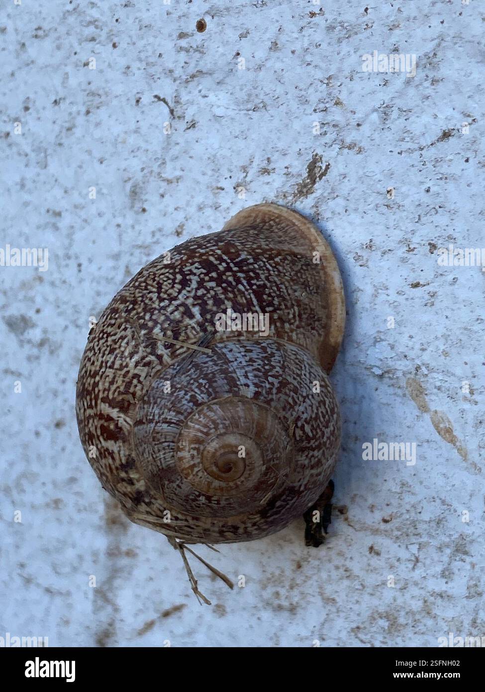 Milk Snail (Otala lactea), Mollusca, Mallorca, Santanyí, Balearen, ES ...
