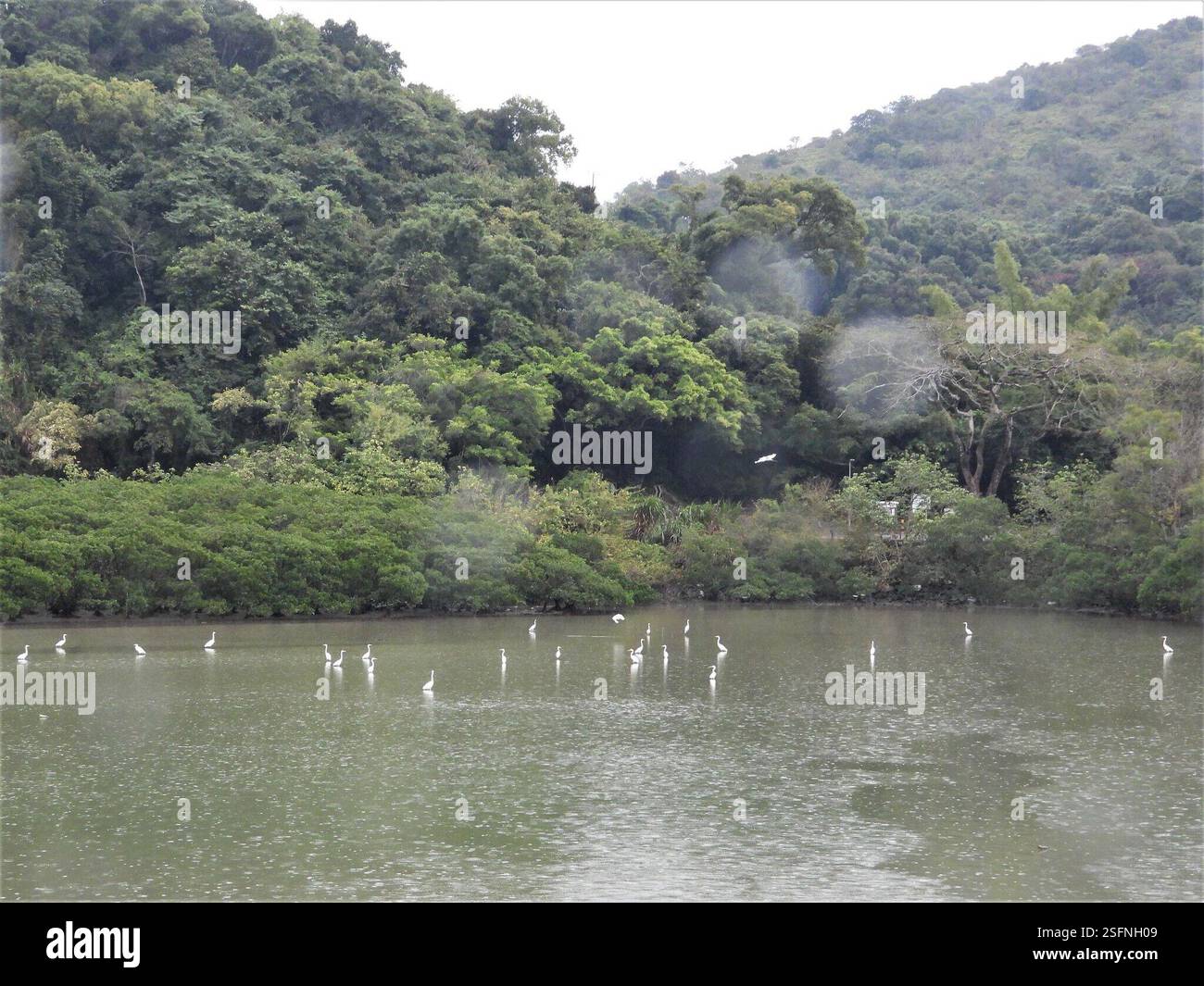 Great Egret (Ardea alba), Aves, Shuen Wan, Hong Kong Stock Photo - Alamy