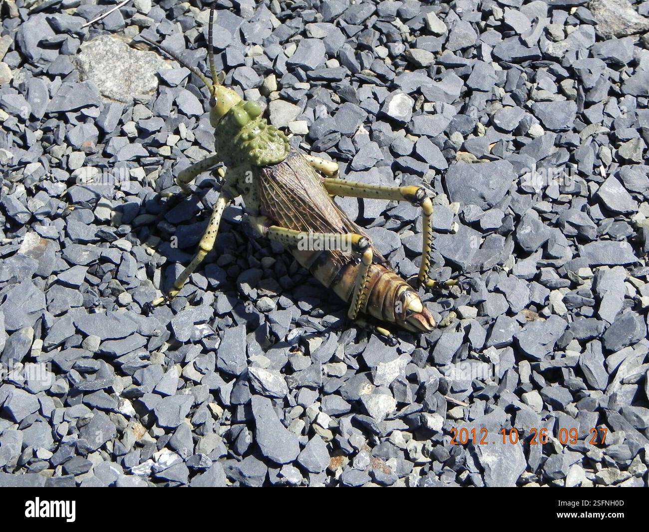 Leprous Milkweed Locust (Phymateus leprosus), Insecta, uMgungundlovu ...