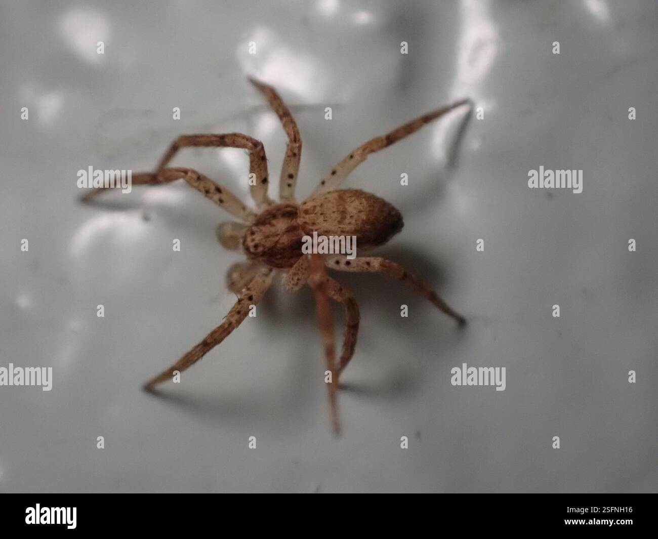 Running Crab Spiders (Philodromus), Arachnida, Colwood, BC, Canada ...