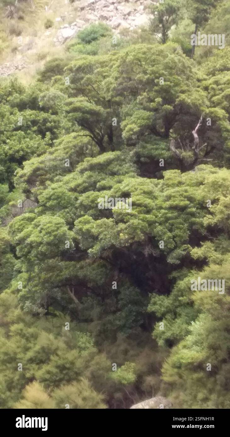 Hinau (Elaeocarpus dentatus), Plantae, Waipapa Bay 7371, New Zealand ...