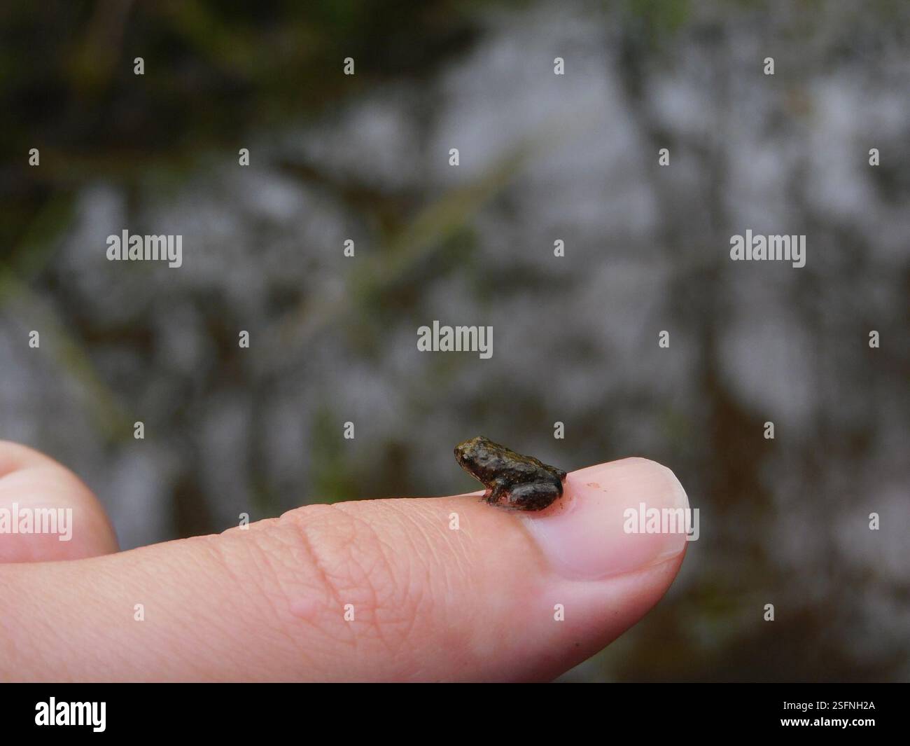 Common Eastern Froglet (Crinia signifera), Amphibia, Hobart TAS ...