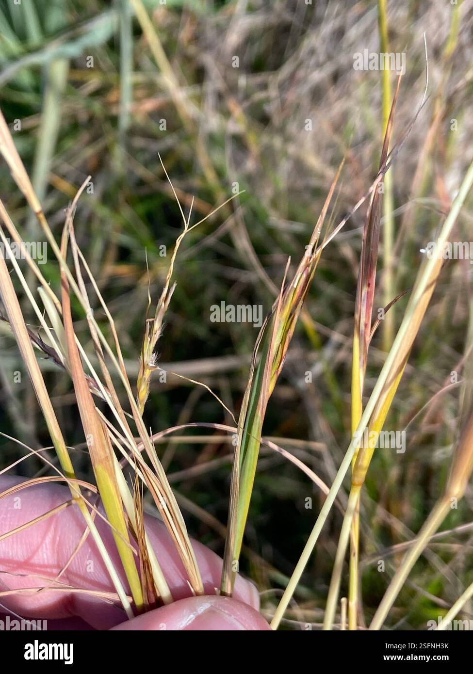thatching grass (Hyparrhenia hirta), Plantae, Parc Natural de la ...