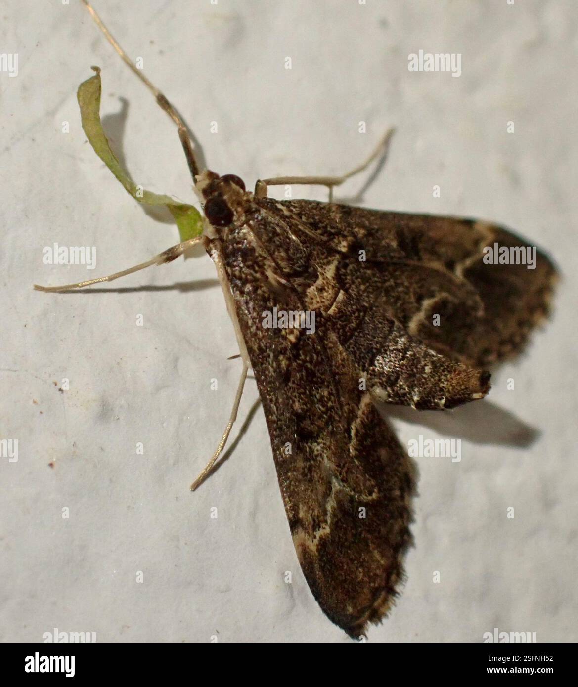 European Pepper Moth (Duponchelia fovealis), Insecta, Santo Antão, Cape ...