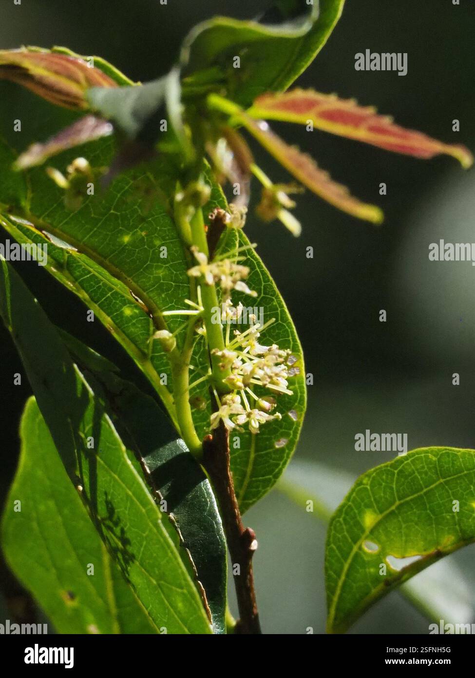 Nilgiri elm (Celtis tetrandra), Plantae, 台灣新北市 Stock Photo - Alamy
