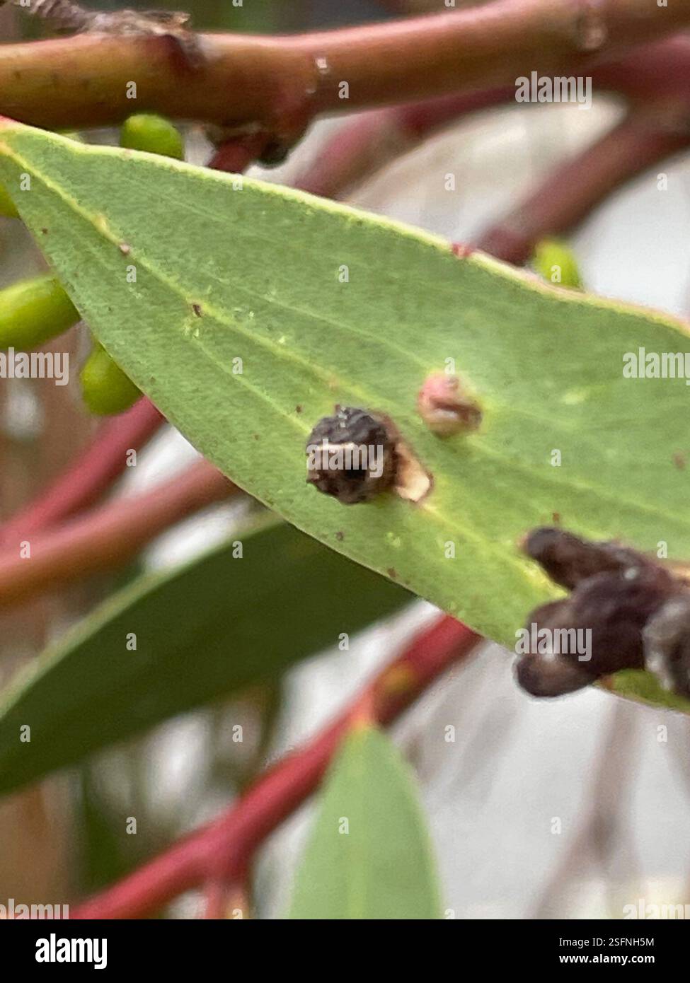 Winged and Once-winged Insects (Pterygota), Insecta, Melbourne VIC ...