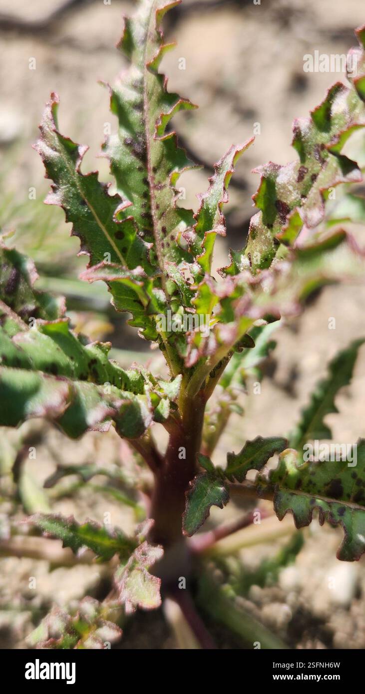 California primrose (Eulobus californicus), Plantae, Whitewater, CA ...
