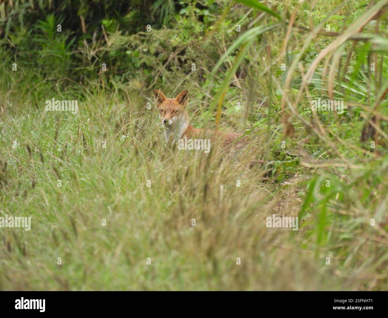 Japanese Red Fox (Vulpes vulpes japonica), Mammalia, Japan Stock Photo ...