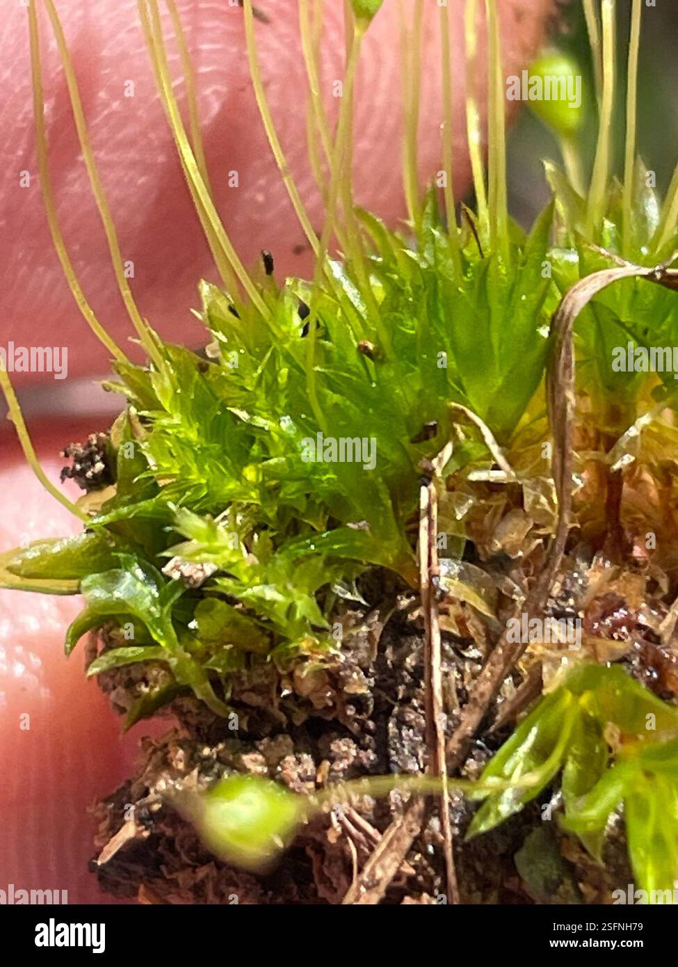 common bladder moss (Physcomitrium pyriforme), Plantae, Secondary Road ...