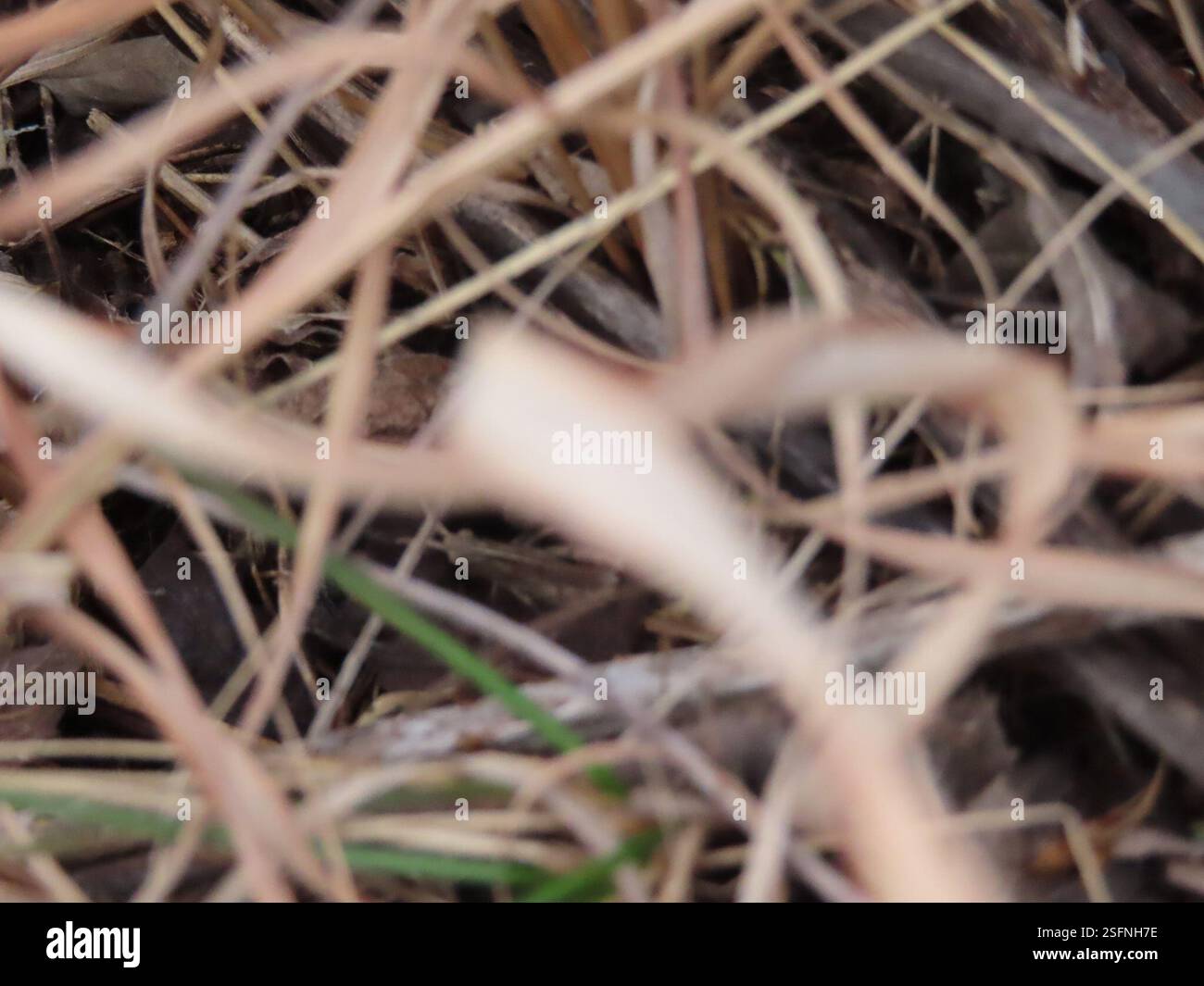 Green-striped Grasshopper (Chortophaga viridifasciata), Insecta ...