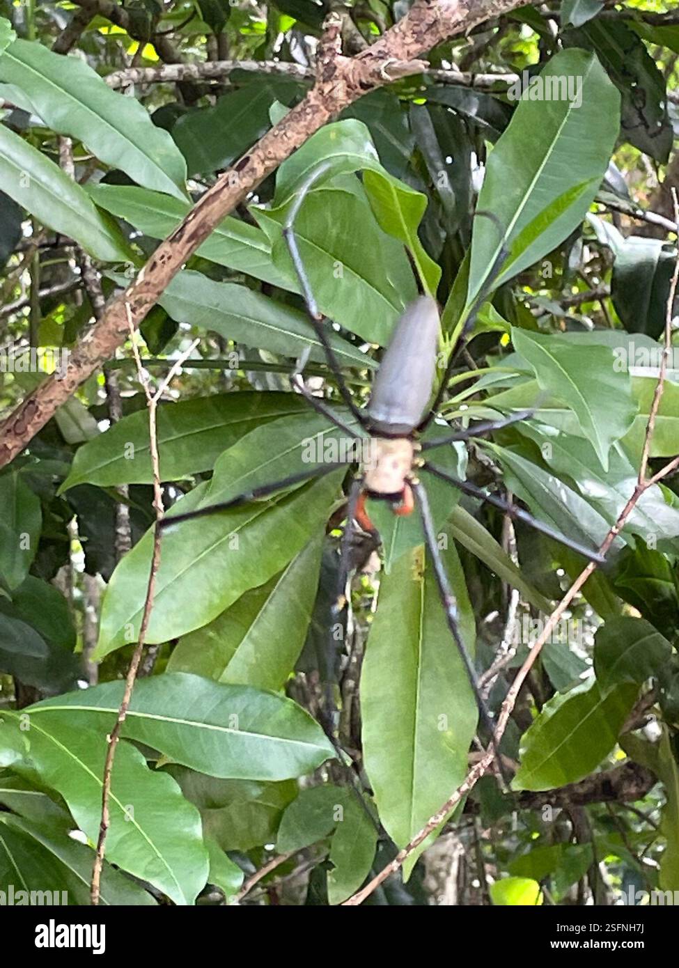 Giant Golden Orbweaver (Nephila pilipes), Arachnida, South Pacific ...