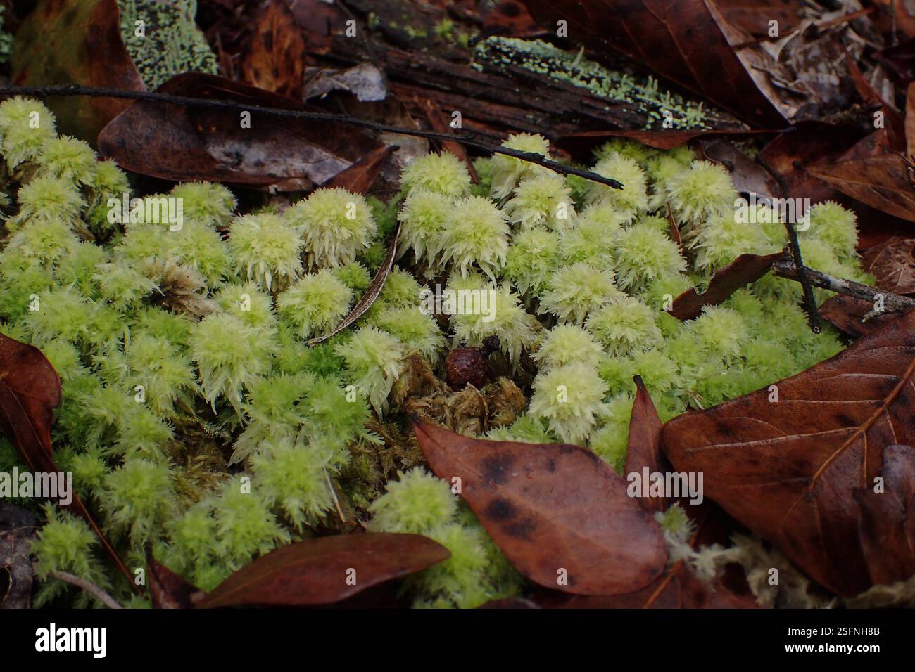 Pale Bog-moss (Sphagnum strictum), Plantae, Pasco, Florida, United ...