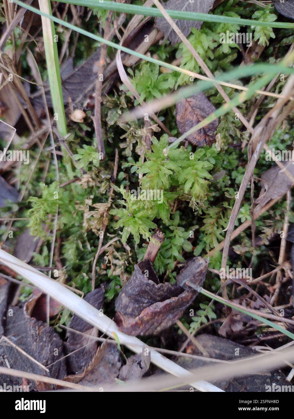 Palm-tree Moss (Plagiomnium undulatum), Plantae, Wyspa Sobieszewska ...