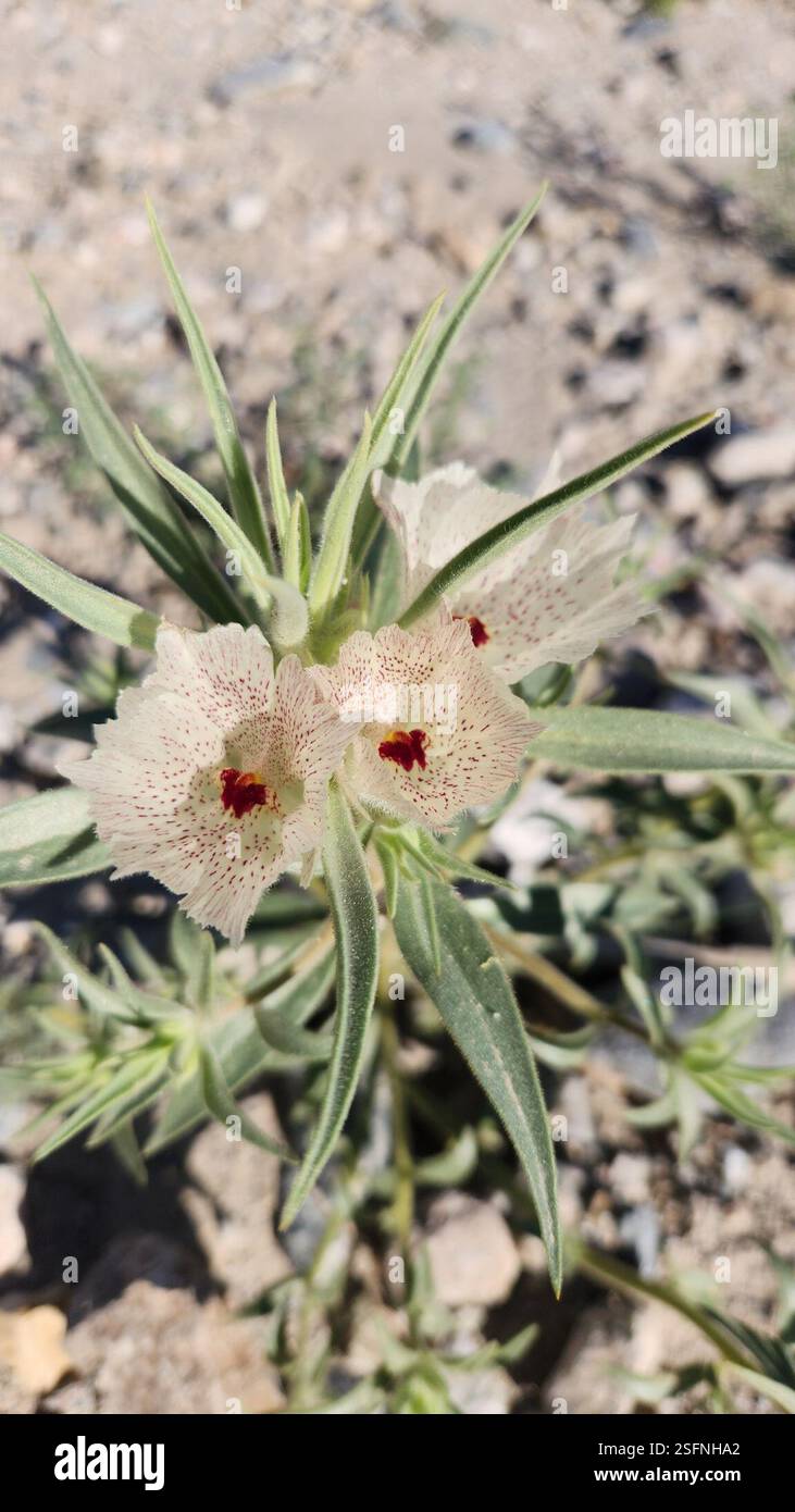 ghost flower (Mohavea confertiflora), Plantae, Riverside County, US-CA ...