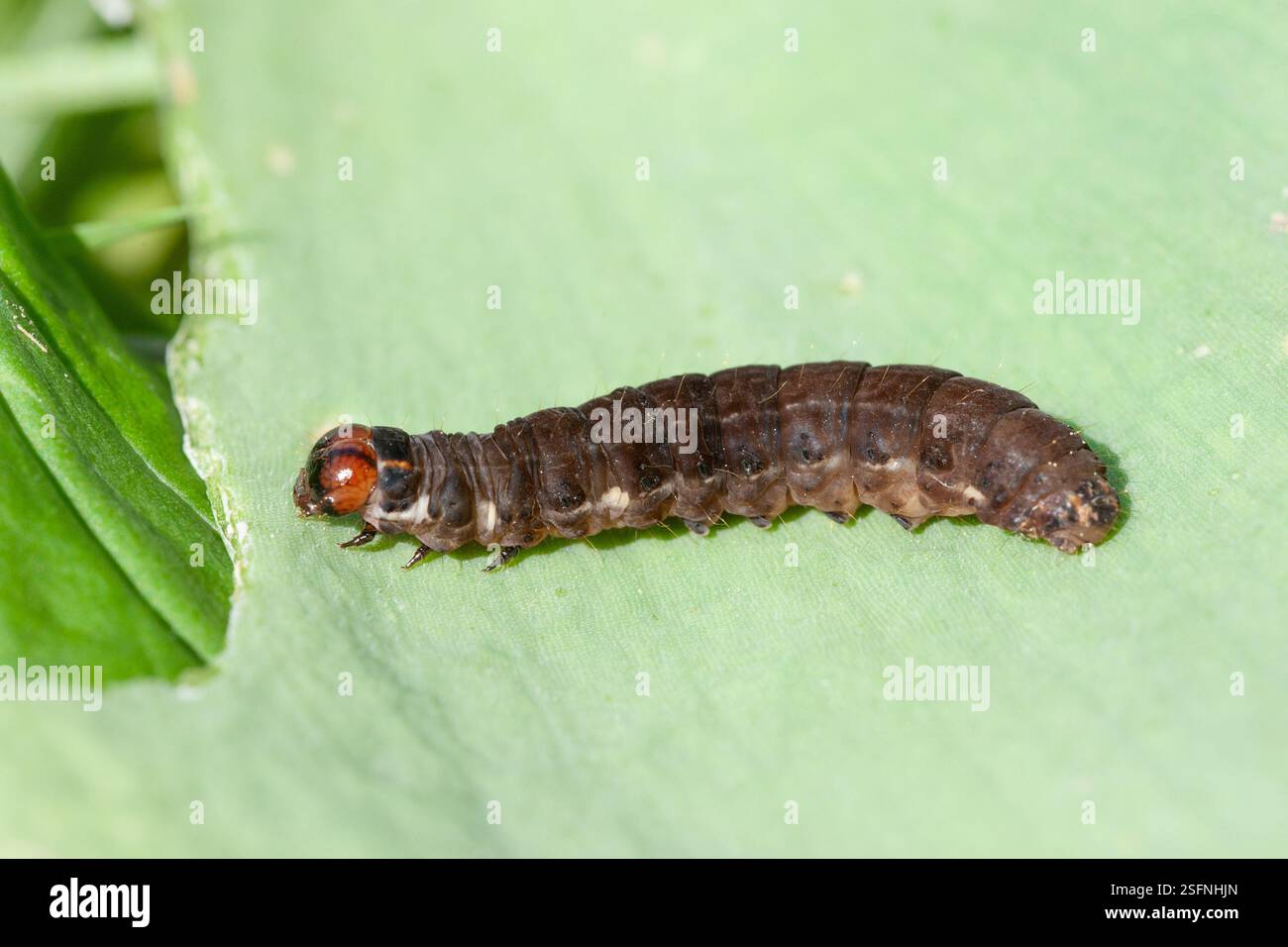 The Satellite Eupsilia transversa larva showing beautiful markings and ...