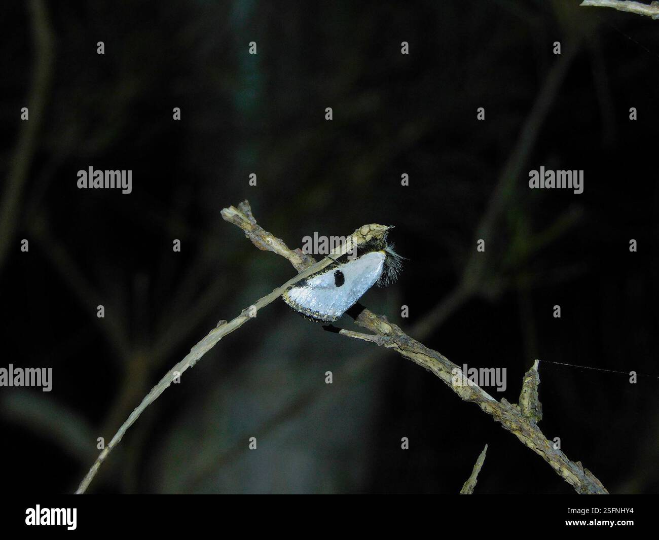 Black Spot Moth (Epicoma melanospila), Insecta, Hobart TAS, Australia ...