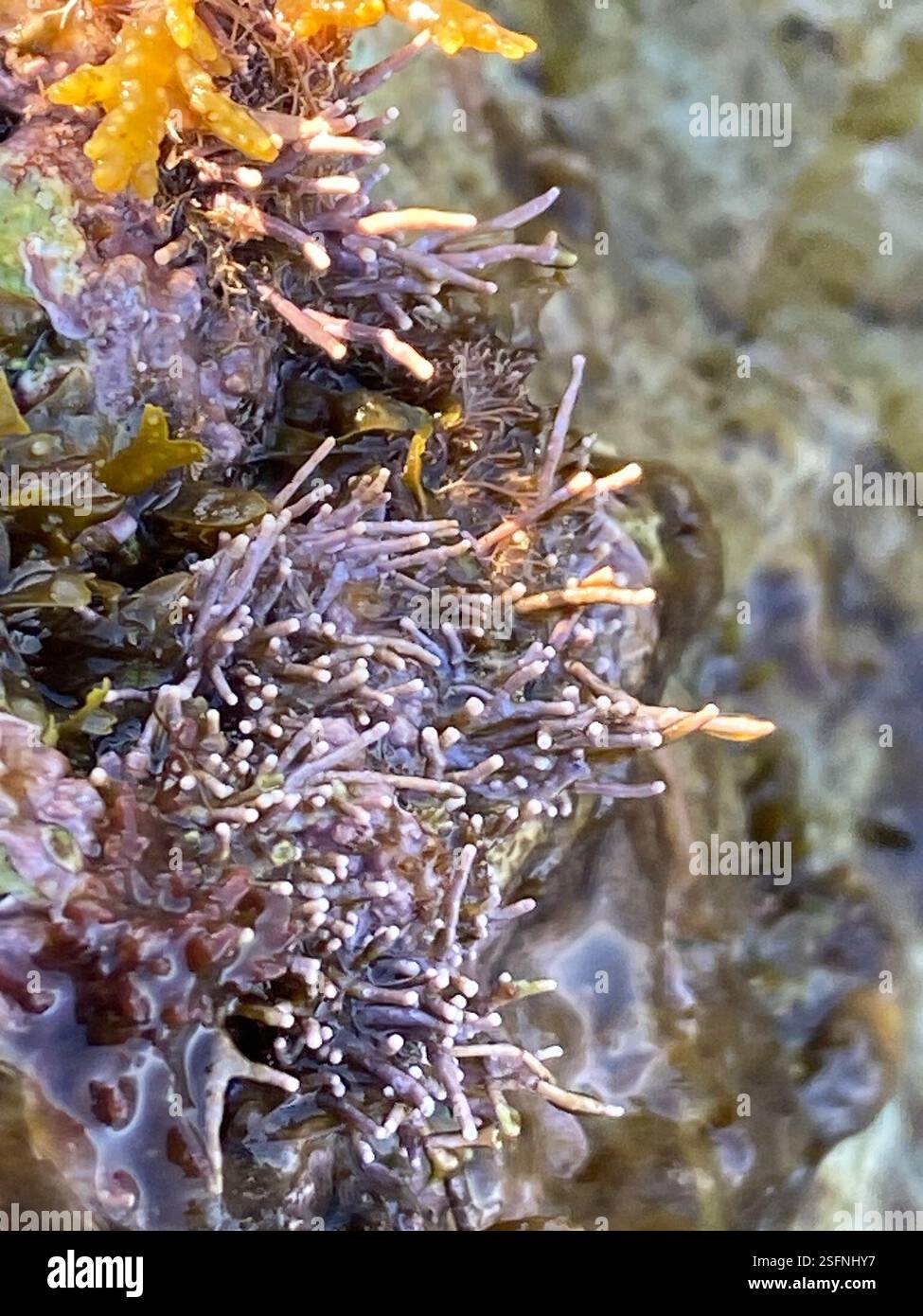 (Amphiroa cryptarthrodia), Plantae, Mallorca, Campos, Balearen, ES ...