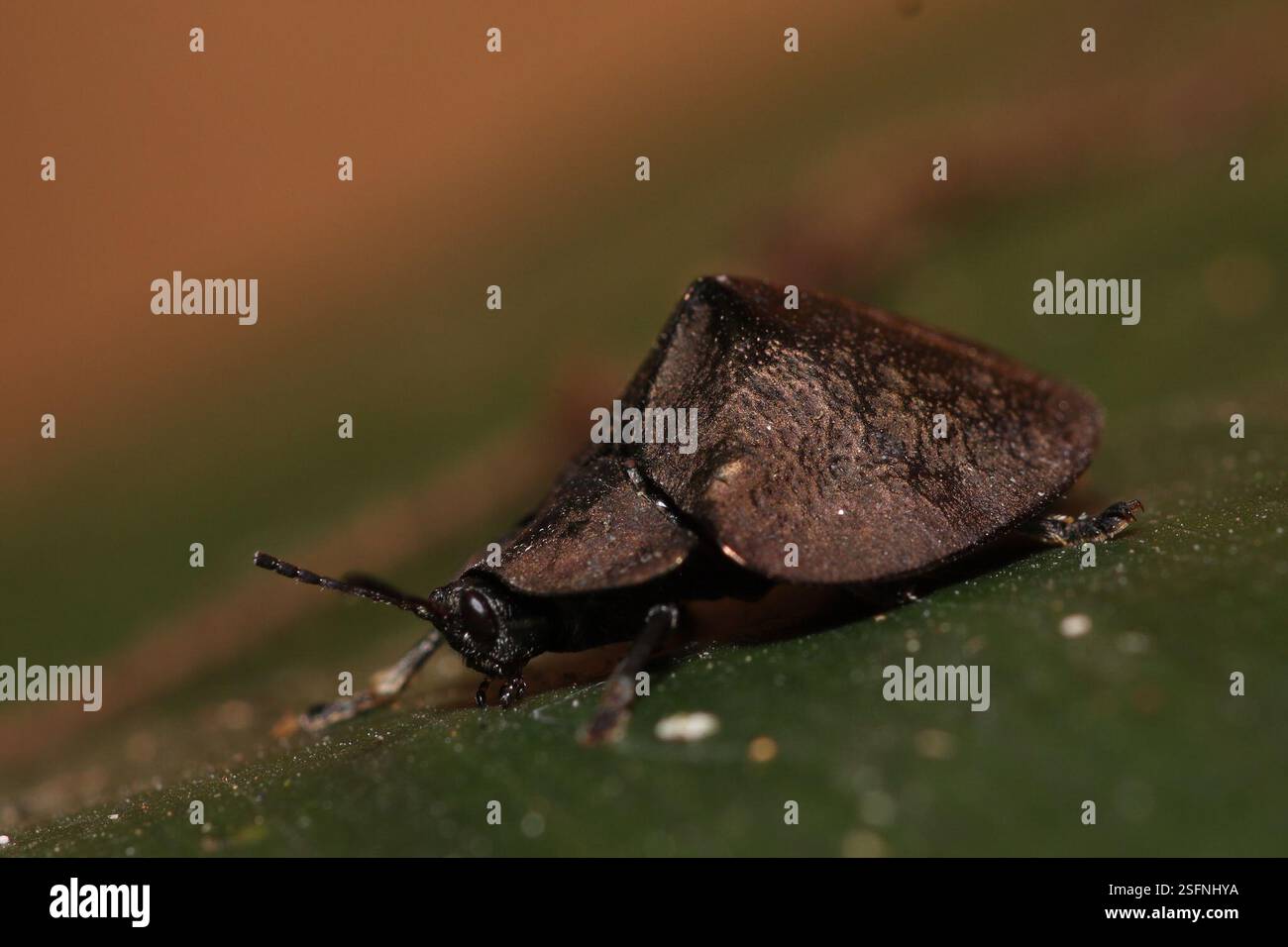 (Stolas antiqua), Insecta, Araçariguama, SP, 18147-000, Brasil Stock ...