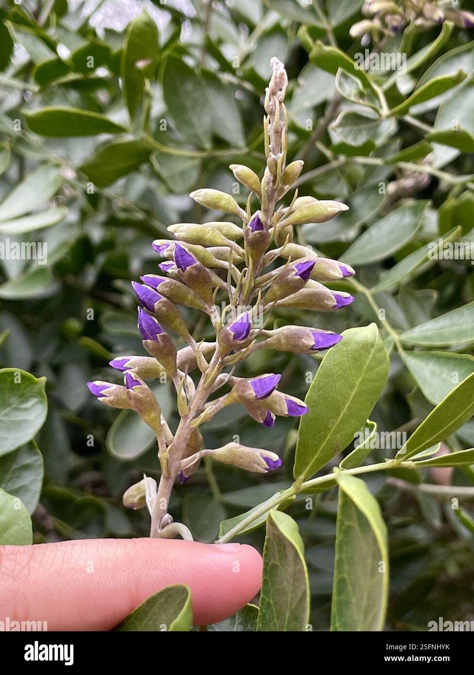 Texas mountain laurel (Dermatophyllum secundiflorum), Plantae, Tuleta ...
