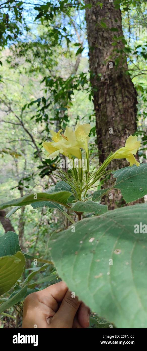 (Ruellia jaliscana), Plantae, 48259 Jal., México Stock Photo - Alamy
