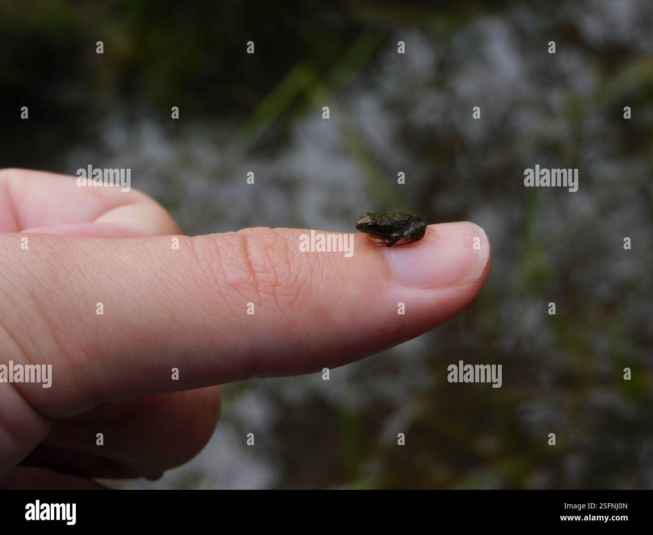 Common Eastern Froglet (Crinia signifera), Amphibia, Hobart TAS ...